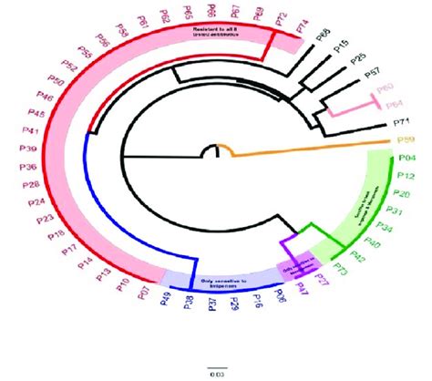 Boxplots Depicting The R Scores Of P Aeruginosa Isolates With