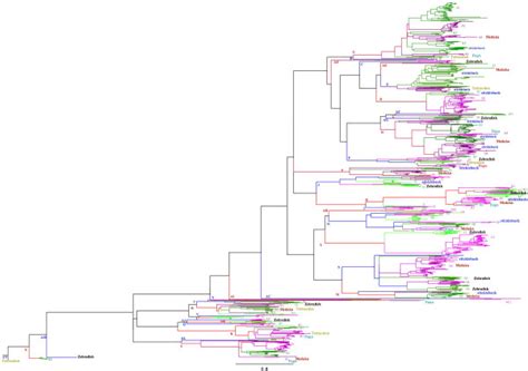 Phylogenetic Tree For The Cichlid And Fish Model Ors See Also