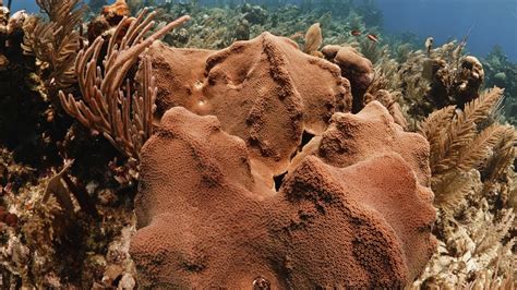 It Has Been Suggested That Humans Are Super Sequencers But The Evidence For Differences To