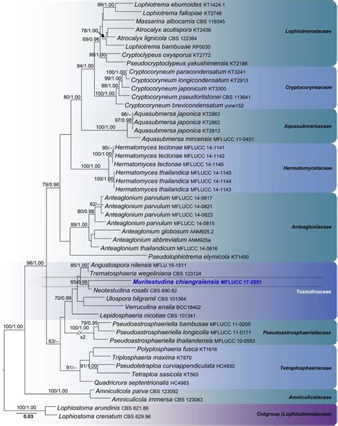 Raxml Tree Based On A Combined Dataset Of Partial Lsu Ssu Its Rpb2 Download Scientific