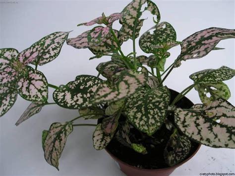 Цветы с пятнистыми листьями - 67 фото