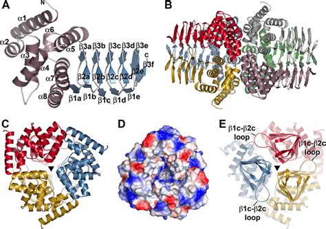 overall structure of gmsat a monomer structure of gmsat the