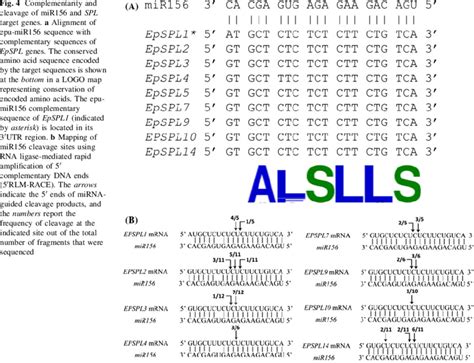 Complementarity And Cleavage Of Mir156 And Spl Target Genes A