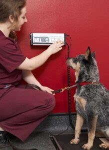 17 Aggressive Dog Training Tips & Hacks!