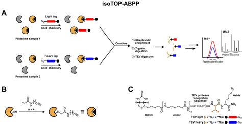 [pdf] Reactive Cysteine Profiling For Drug Discovery Semantic Scholar