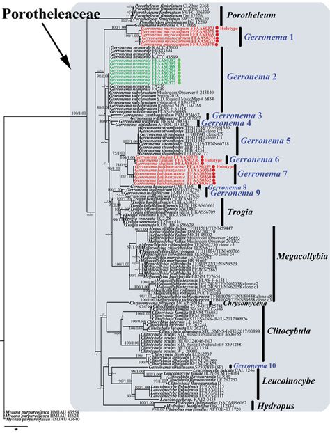 maximum likelihood and bayesian tree concatenated its nlsu dataset