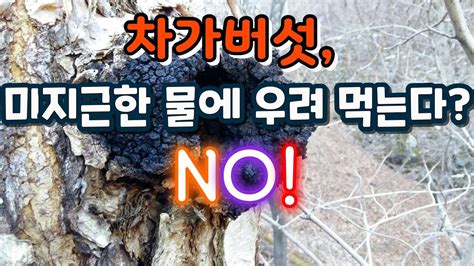 지금까지 알던 차가버섯 먹는법 다 잊어라 차가버섯 제대로 먹는 방법 복용법 끓이는 법 러시아산 차가버섯과 국산 차가버섯