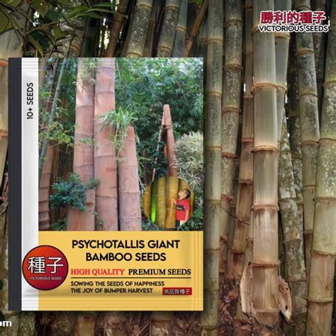 Refa 10 Biji Benih Pohon Bambu Raksasa Psychotallis Import Original