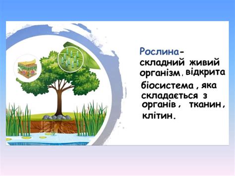 Квіткова рослина Тема 3 презентация онлайн