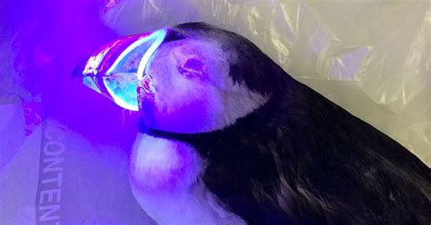 Puffins Amp Up Their Sex Appeal With Glowing Beaks 探花精选