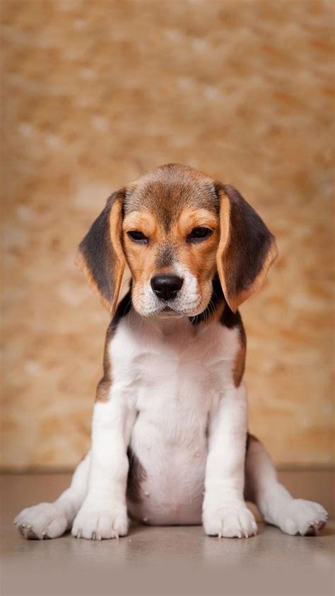 Pin By Judy Mundt On Dogs Beagle Puppy Beagle Dog Beautiful Dogs