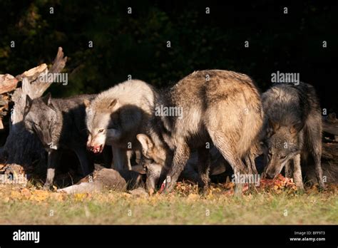 Wolf Pack Consuming A Deer Carcass One Wolf Snarling At The Others