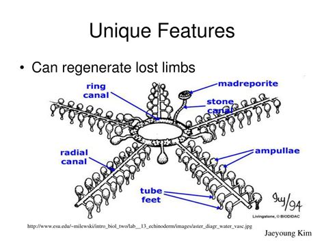 Ppt Echinodermata Powerpoint Presentation Free Download Id 5794618