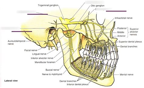 Diagram Of Sensory Innervation Of Teeth Quizlet