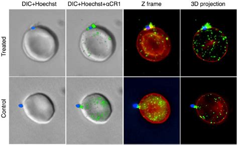 Representative Examples Of Interaction Between Merozoites And Cr1 On Download Scientific
