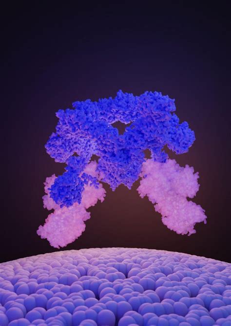 Key Regulator Of Cell Growth Deciphered