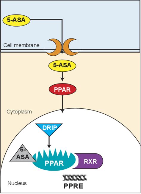 Figure 1 From Advances In Ibd Semantic Scholar