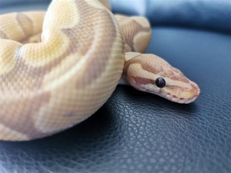 My sentient tube : r/ballpython
