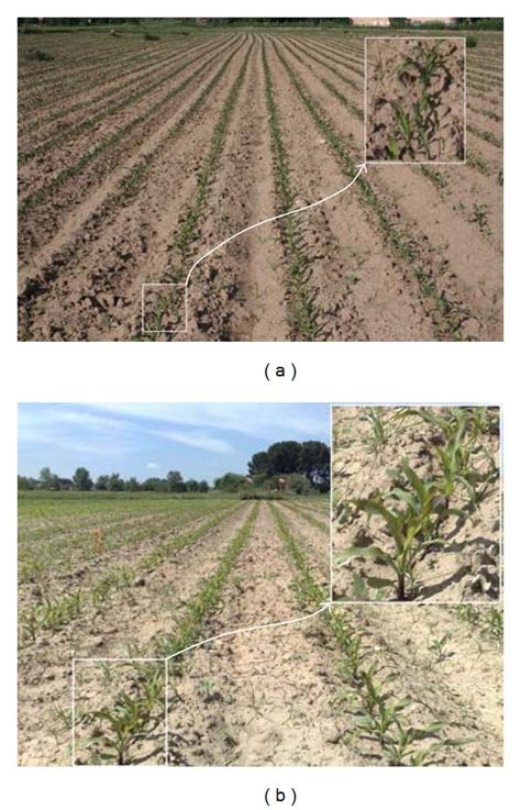Crop Row Detection In Maize Fields Inspired On The Human Visual Perception Abstract Europe Pmc