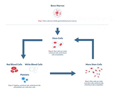 About Stem Cell Transplants Stem Cell Patient Fund