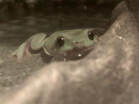 Best Way To Start Up A Bioactive Tank For My Australian Green Tree Frog R Frogs