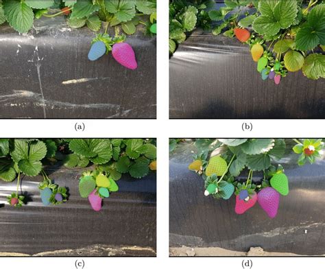 image of segmentations provided by the methodology proposed in the test