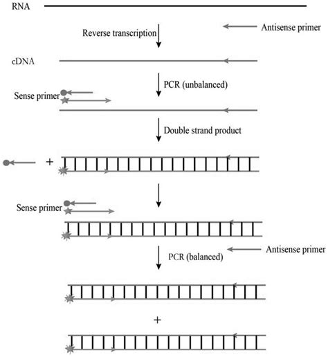 Double Stranded Primer Probe Kit And Multiplex Pcr Method For Detecting Sars Cov 2 Eureka