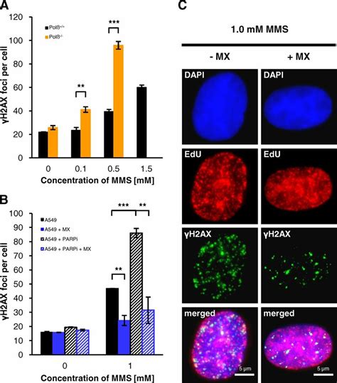 Dsb Formation After Mms Requires Ssb Induction A γh2ax Foci In