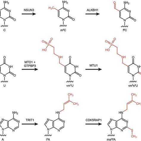 Modification Pathways For Selected Mt Trna Anticodon Loop Download