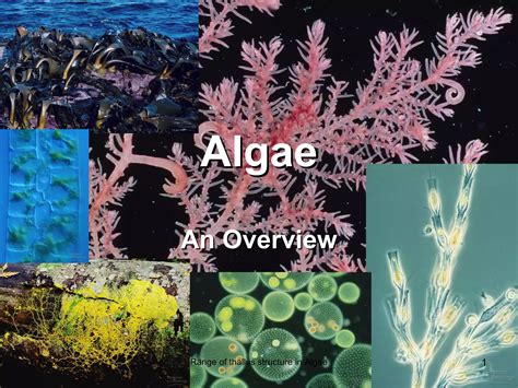 Algae Thallus Structure Ppt