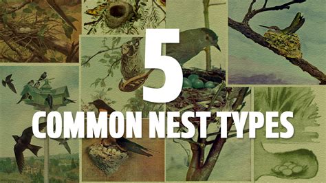 Video 5 Common Nest Types All Seasons Wild Bird Store Video 5 Common Nest Types All Seasons Wild Bird Store