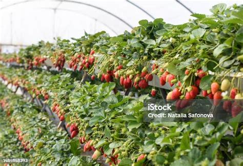 붉은 익은 신선한 딸기의 수확은 농장 온실에서 자랍니다 0명에 대한 스톡 사진 및 기타 이미지 0명 건강한 생활방식 건강한 식생활 Istock