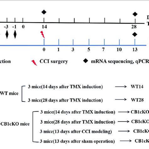Experimental Flowchart And Grouping Of Rna Sequencing Rna Seq Download Scientific Diagram