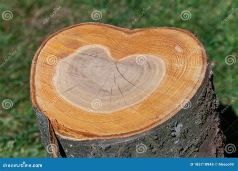 Tree Trunk With Love Heart Growth Rings Stock Photo Image Of Growth Shape