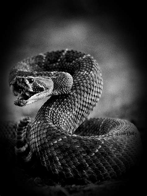 GitHub LxaNce Hacker All In One Python All In One Python