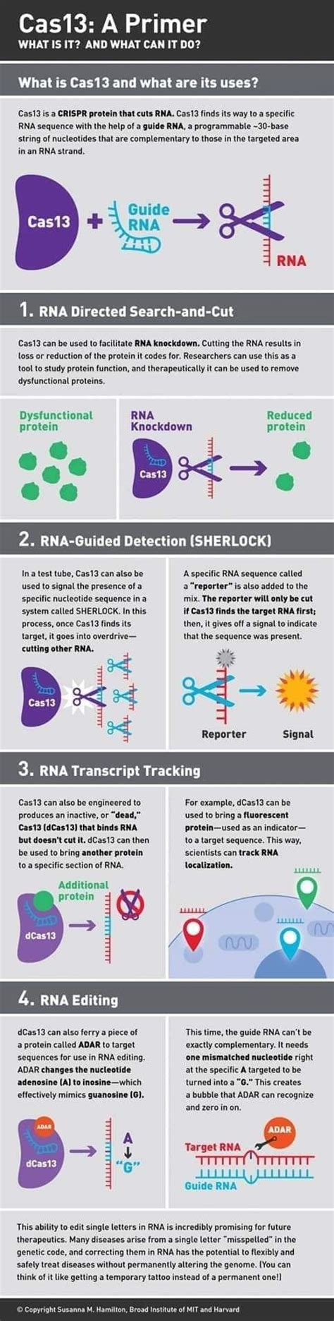 Hanaa Fayed On Linkedin Cas13 A Primer ‼️ What Is It And What It Cab Do