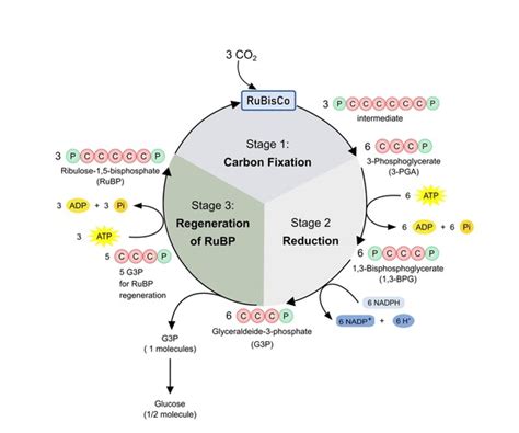 Calvin Cycle Equation