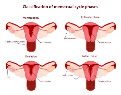 Menstrual Cycle Phases Los Angeles CA