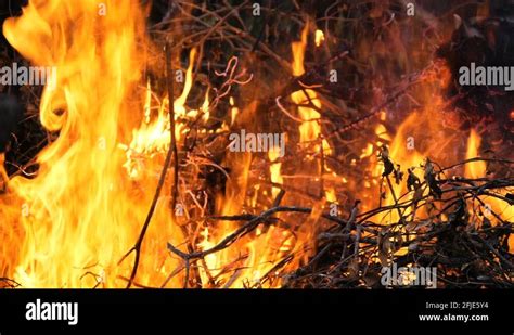 Forest Damage Fire Stock Videos And Footage Hd And 4k Video Clips Alamy
