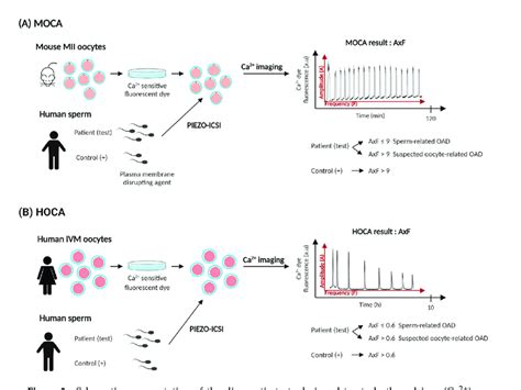 Schematic Representation Of The Diagnostic Tests Designed To Study The Download Scientific