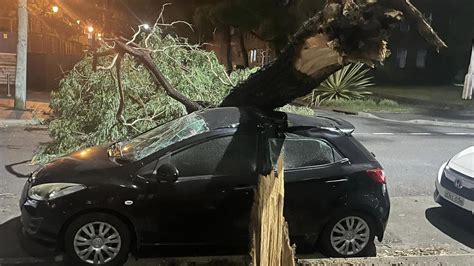Tree Crushes Parked Car After City Of Sydney Council Deemed It Safe News Com Au Australias
