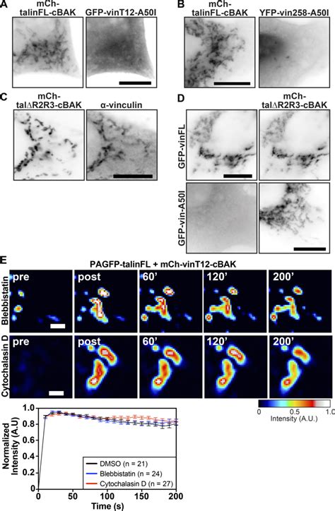 Force Independent Interactions Between Activated Vinculin And Talin Or Download Scientific