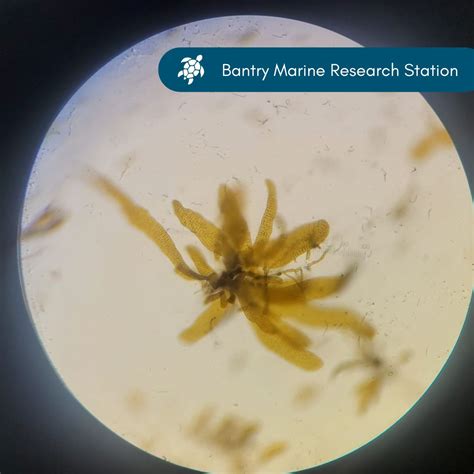 Seaweed Sustainability Impact Microscope The Seaweed Company