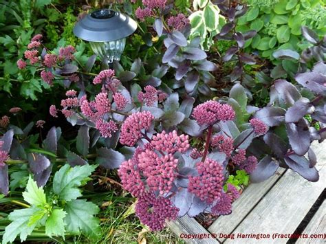 Purple Stonecrop Sedum In My Garden In 2024 Sedum Dream Garden