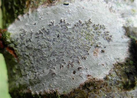 Crustose Lirellae