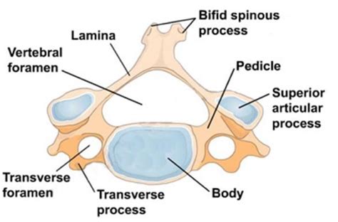 Transverse Foramen