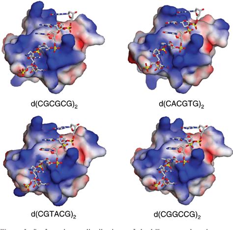 Figure 1 From Mit Open Access Articles The Structures Of Non Cg Repeat Z Dnas Co Crystallized