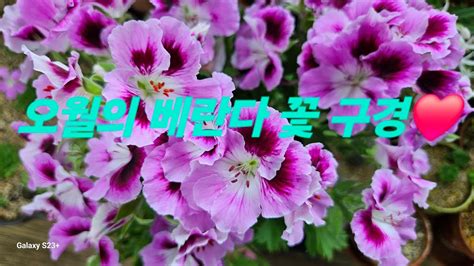 쌍디할매 베란다 꽃구경아리스토 오렌지아리스토라벤더피치클라우드스톤율리아콴탁퍼펙션임파첸스밀레니엠벨랜디제라륨호야 ️ Youtube