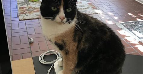 Figured Out Why My Mac Mini Was Overheating Album On Imgur