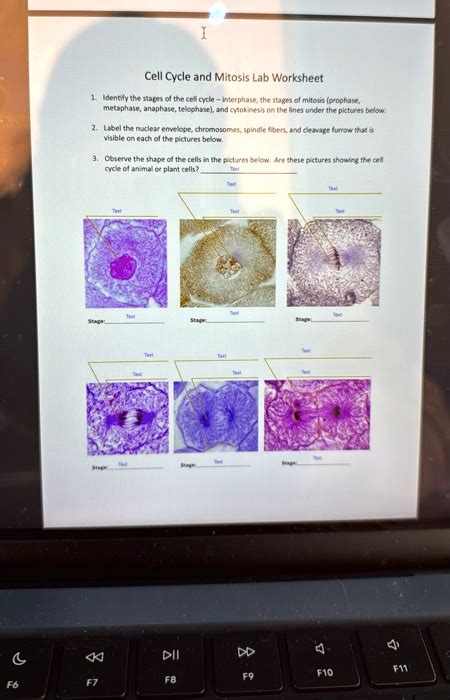 Cell Cycle And Mitosis Lab Worksheet 1 Identify The Stages Of The Cell